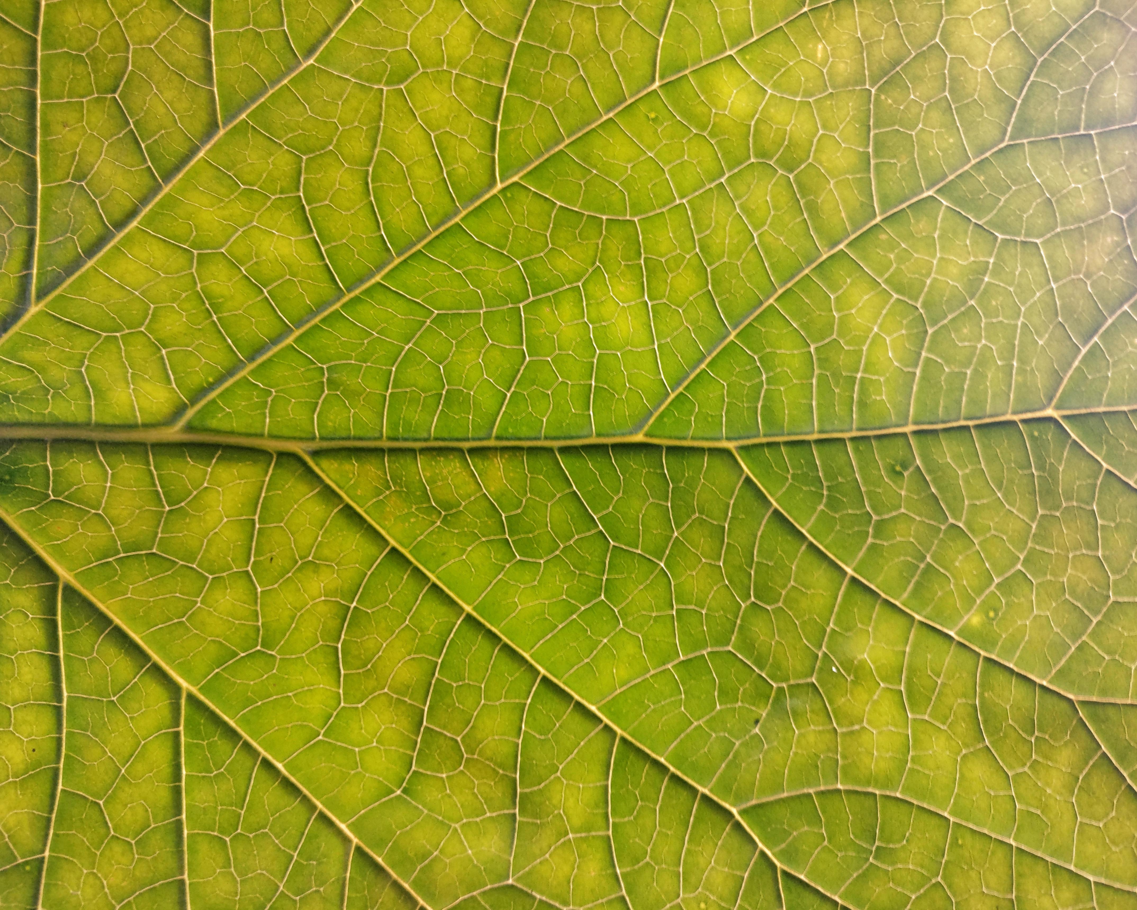 Who are you? - Dr. Sharadh Hombal